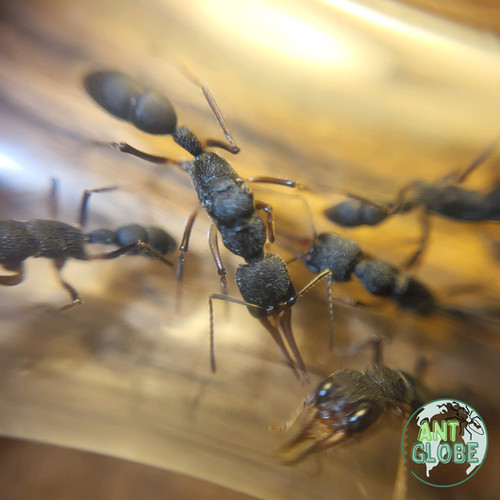 Harpegnathos venator | Antglobe