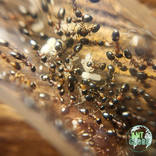 Dolichoderus quadripunctatus | Antglobe