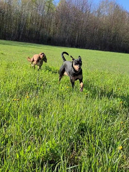 Home | Top Dog Ranch Ottawa | Dog boarding | Dog training