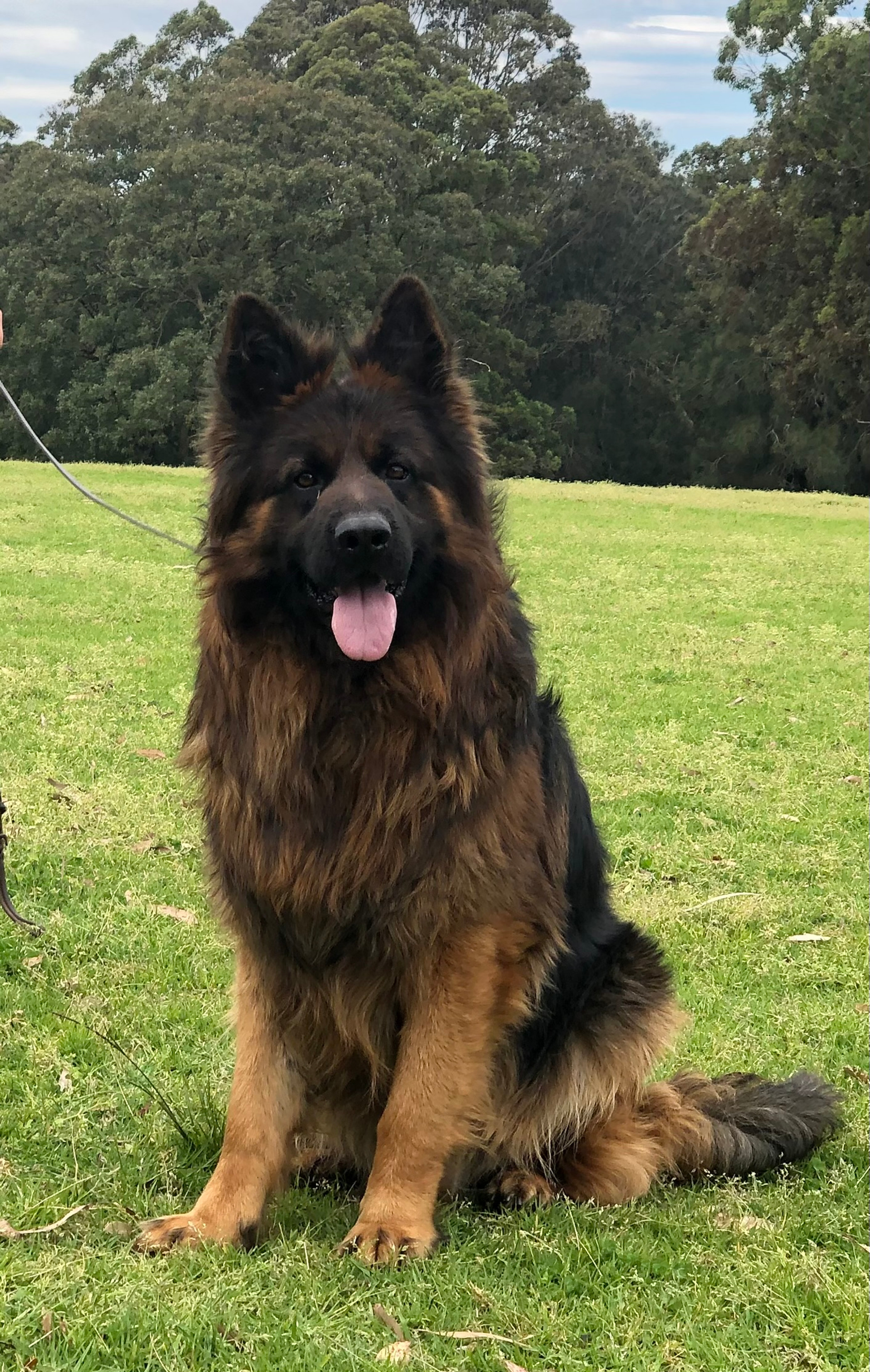 Puppy Adoptions | Filevas GSD