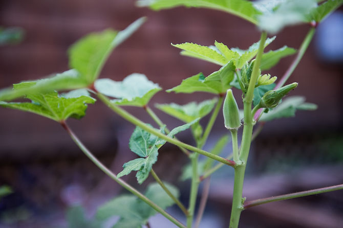 okra seedlings