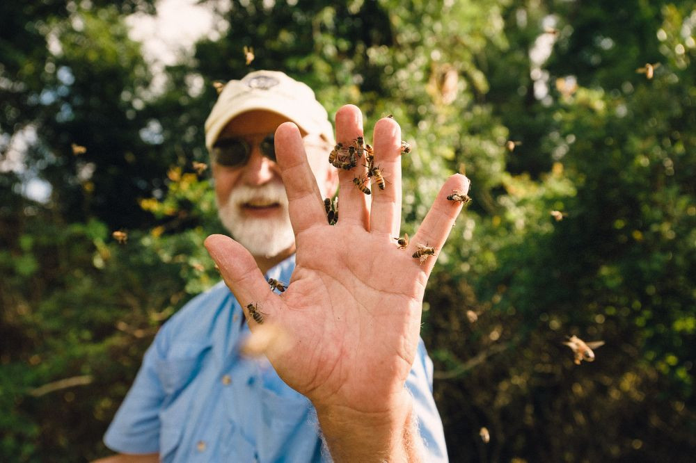 Bee a Hero: Tips for Helping Bees