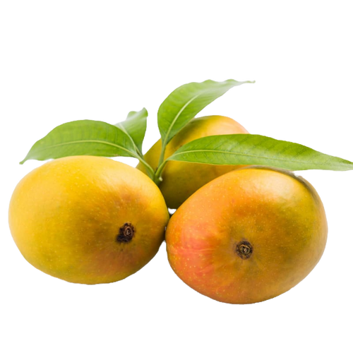 Devgad Alphonso Mango – Size D (5 Dozen Box) | 130g-160g Per Piece ...