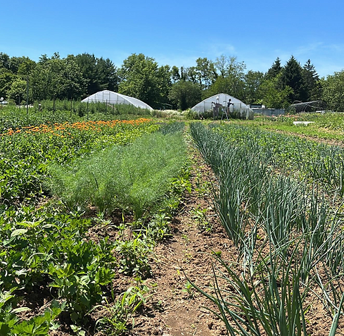 Find Us | Conuco Farm