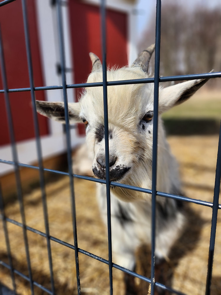 7 Common Goat Predators and How to Keep Them Away