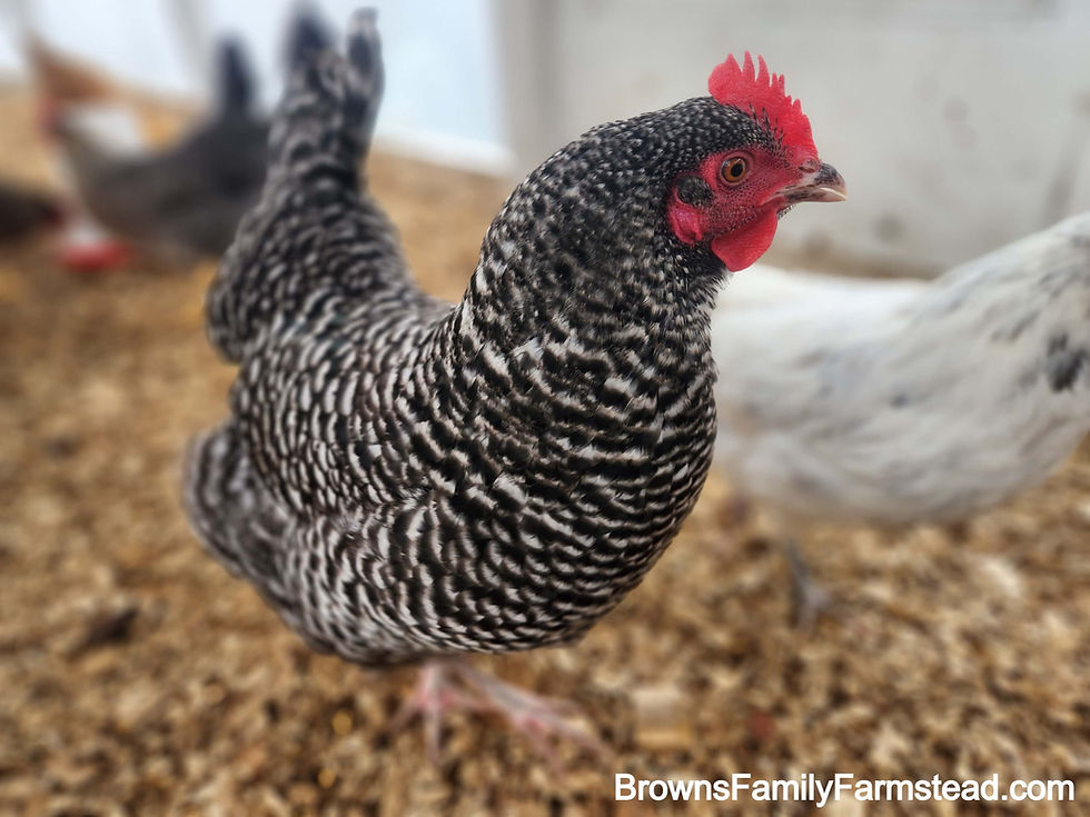Cuckoo Maran Chicken Breed: The Ultimate Guide