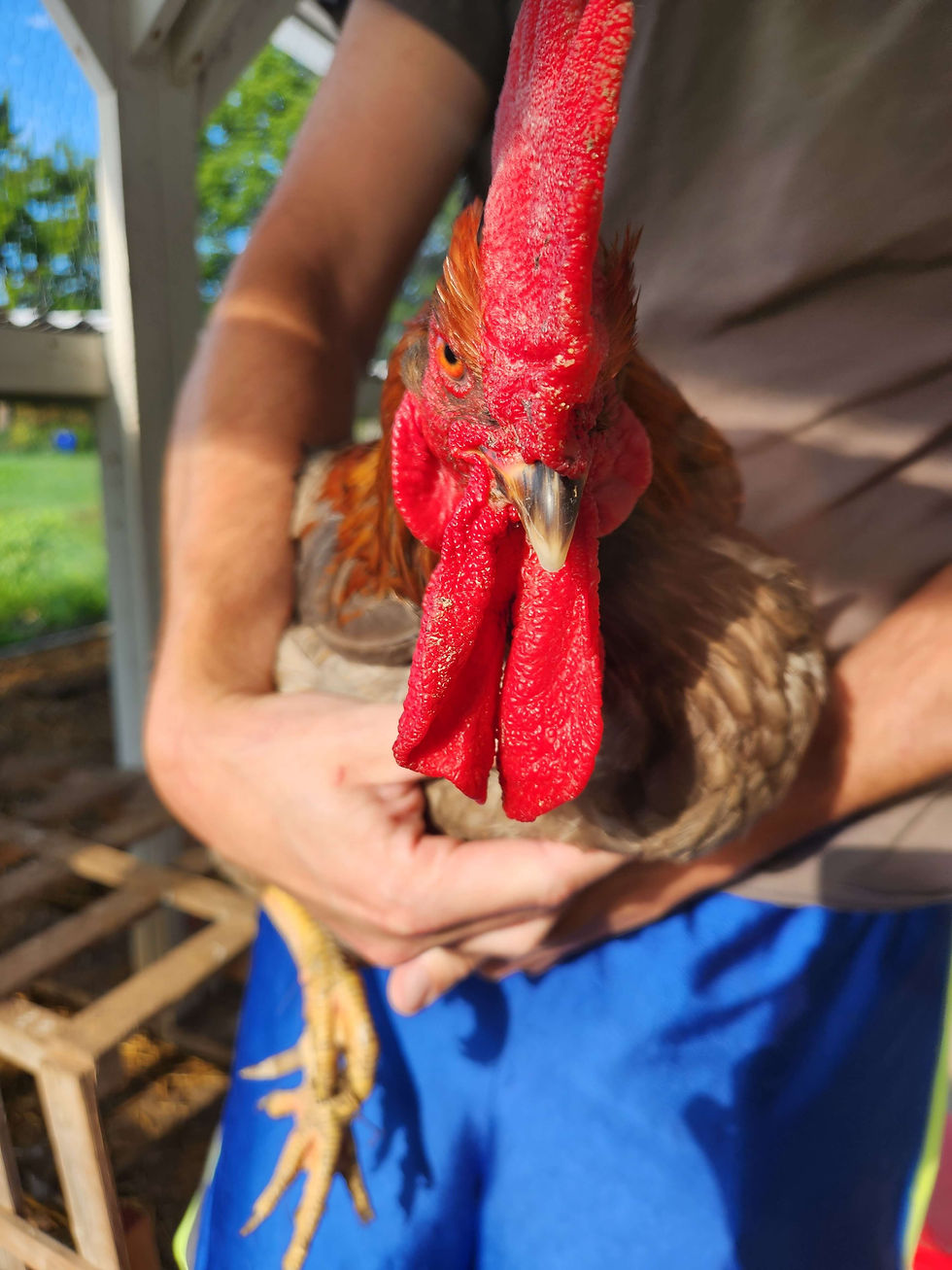Rooster Spurs: What They Are, How They Cause Damage, and Trimming Guide