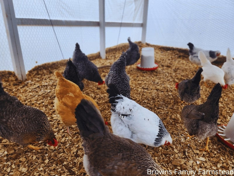 600+ Creative and Fun Themed Chicken Names for Your Flock