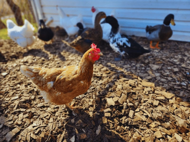 ISA Brown Chicken Breed: The Ultimate Guide