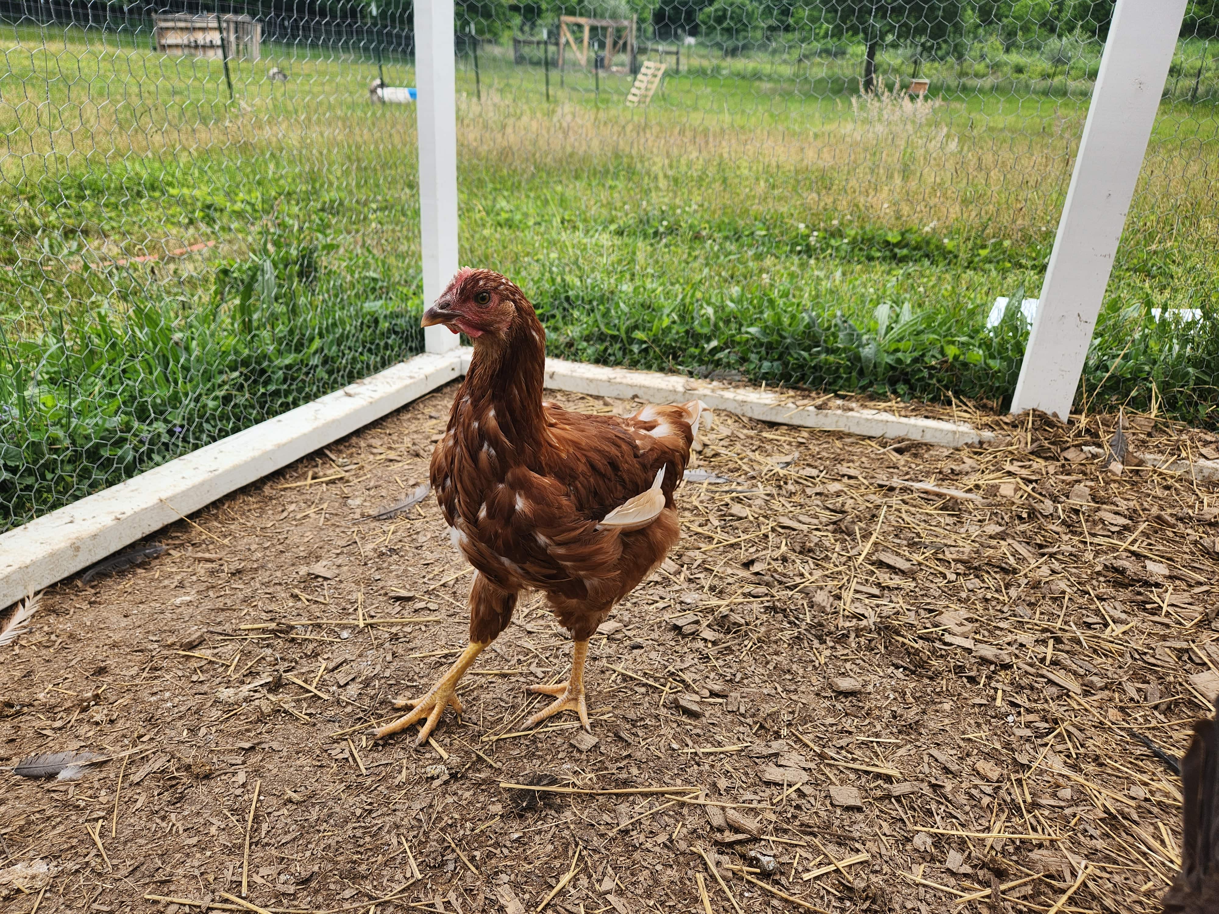 Golden Comet Chicken Guide: Everything You Need to Know