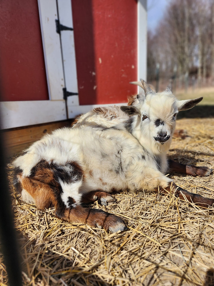 DIY Goat Bloat Remedies: How to Treat Your Goat Naturally