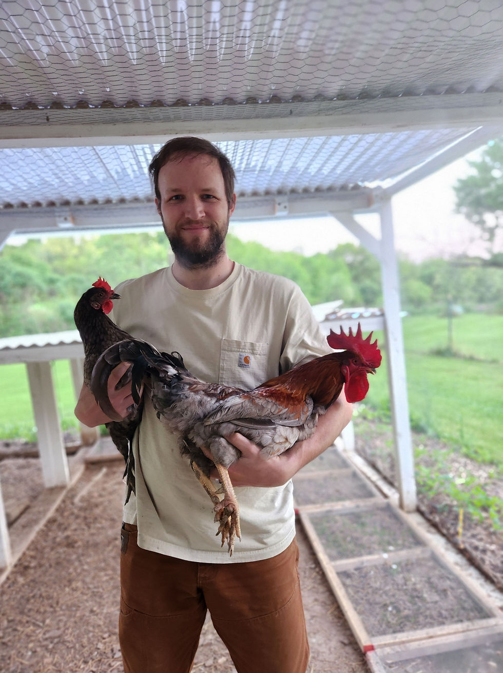 Rooster Spurs: What They Are, How They Cause Damage, and Trimming Guide