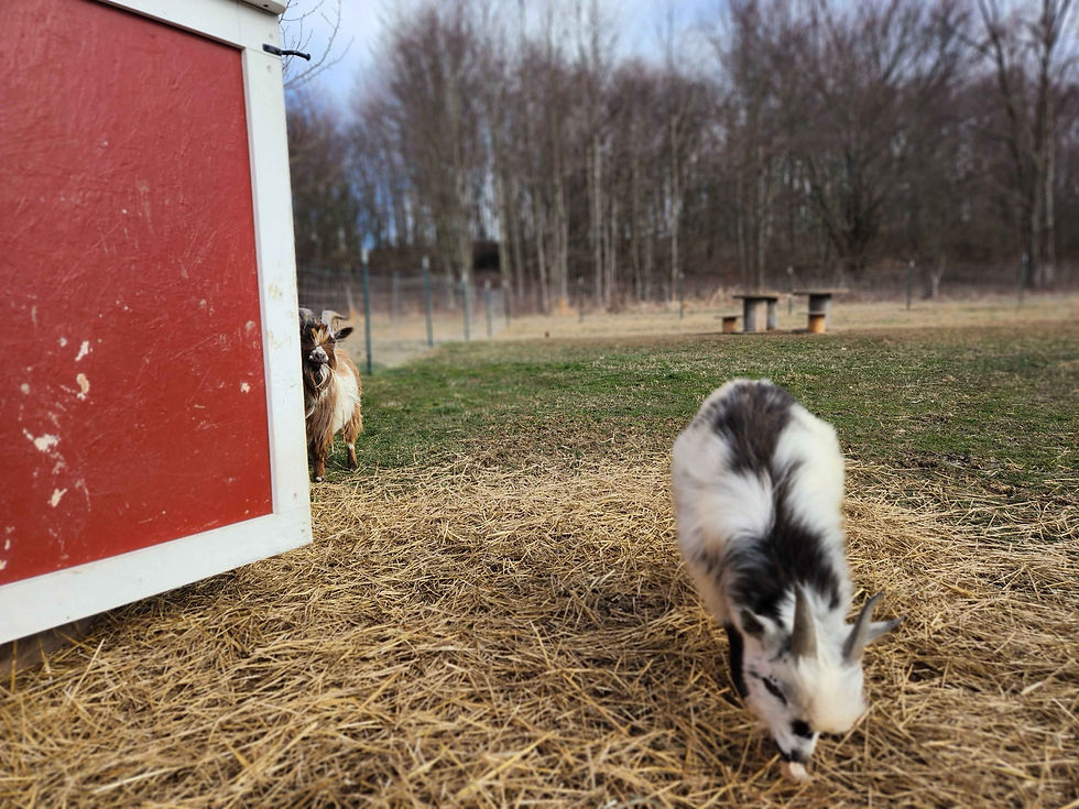 DIY Goat Bloat Remedies: How to Treat Your Goat Naturally