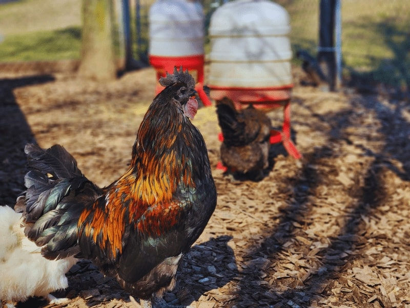 Black Sex Link Chicken Breed The Ultimate Guide