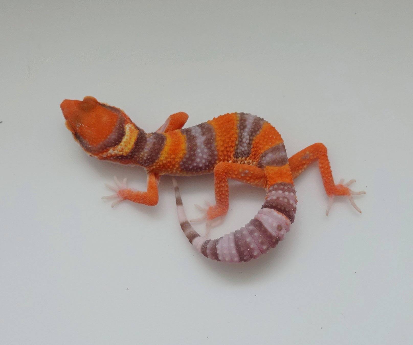 HISS Firewater | jewelgeckos