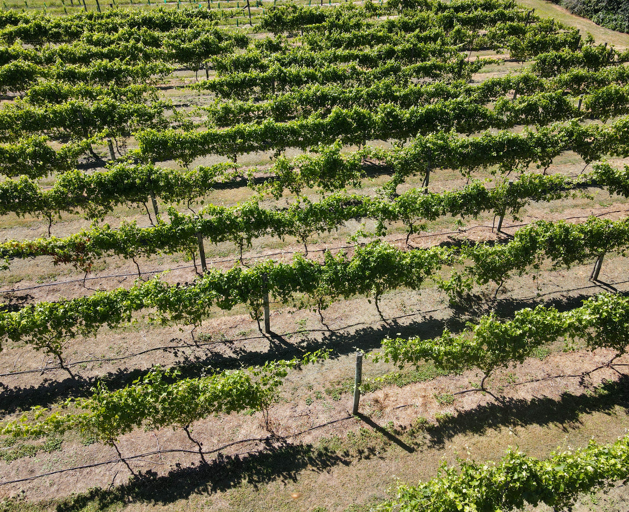 Winery | Junction Wines | New Zealand