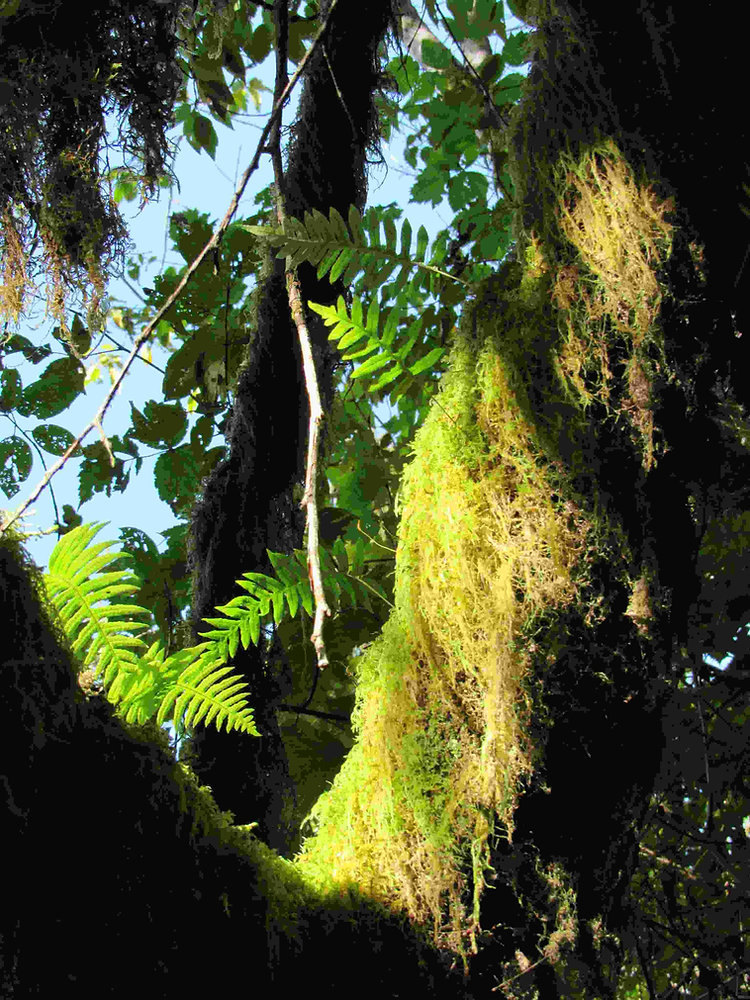 Forgiveness is the Cure.