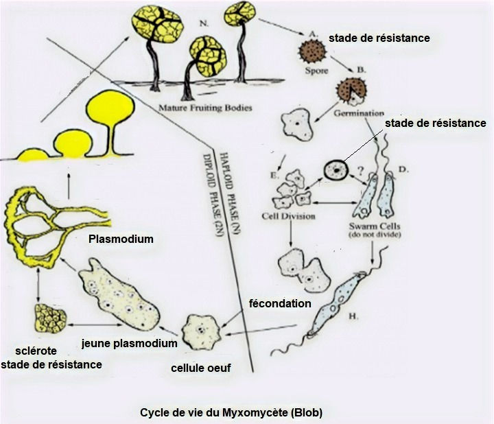 Pour quelle raison parle-t-on de plasmode lorsqu’il s’agit de blob
