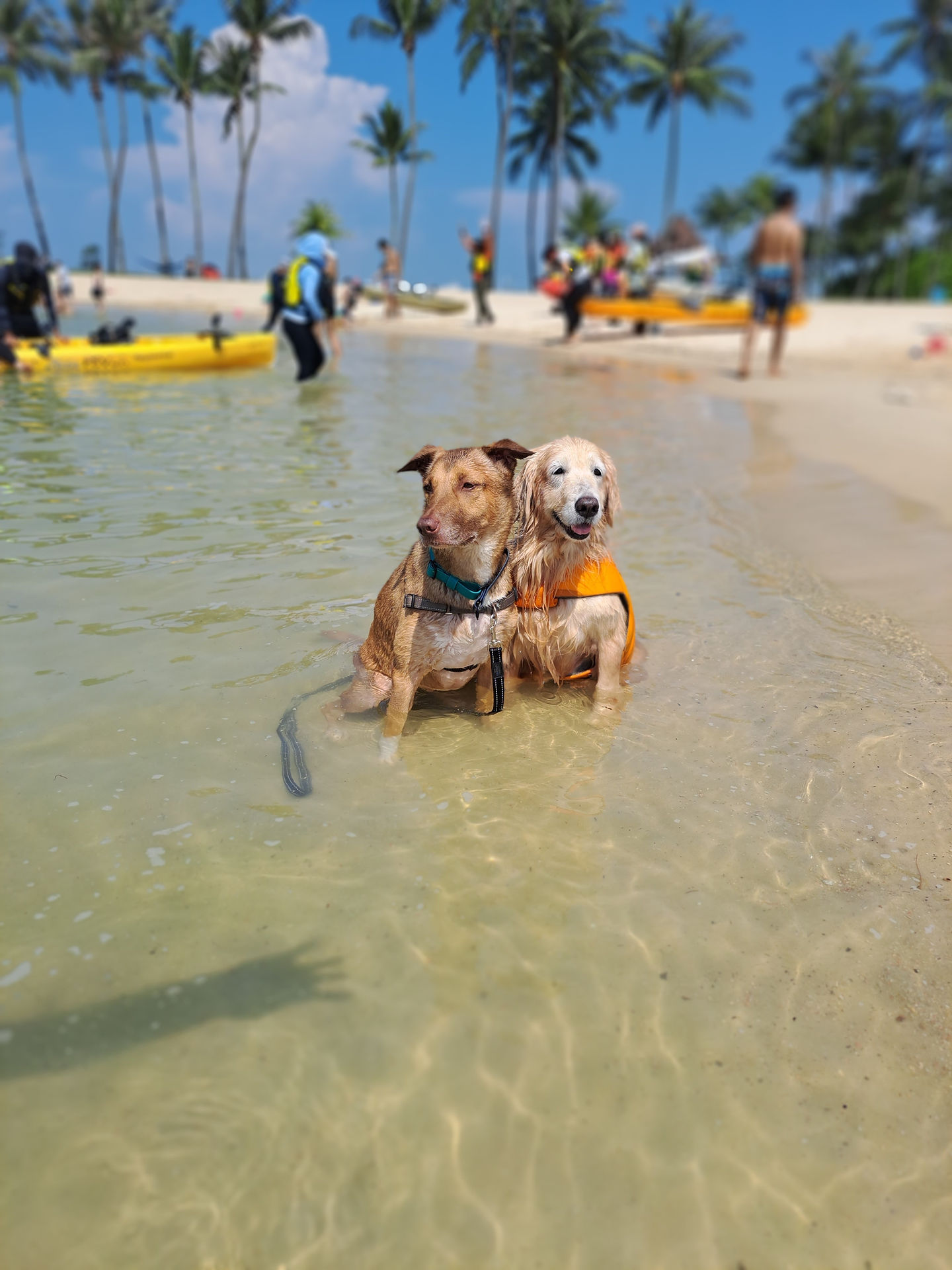 Dog rescue group for rehome and adoption | Paws for Cause