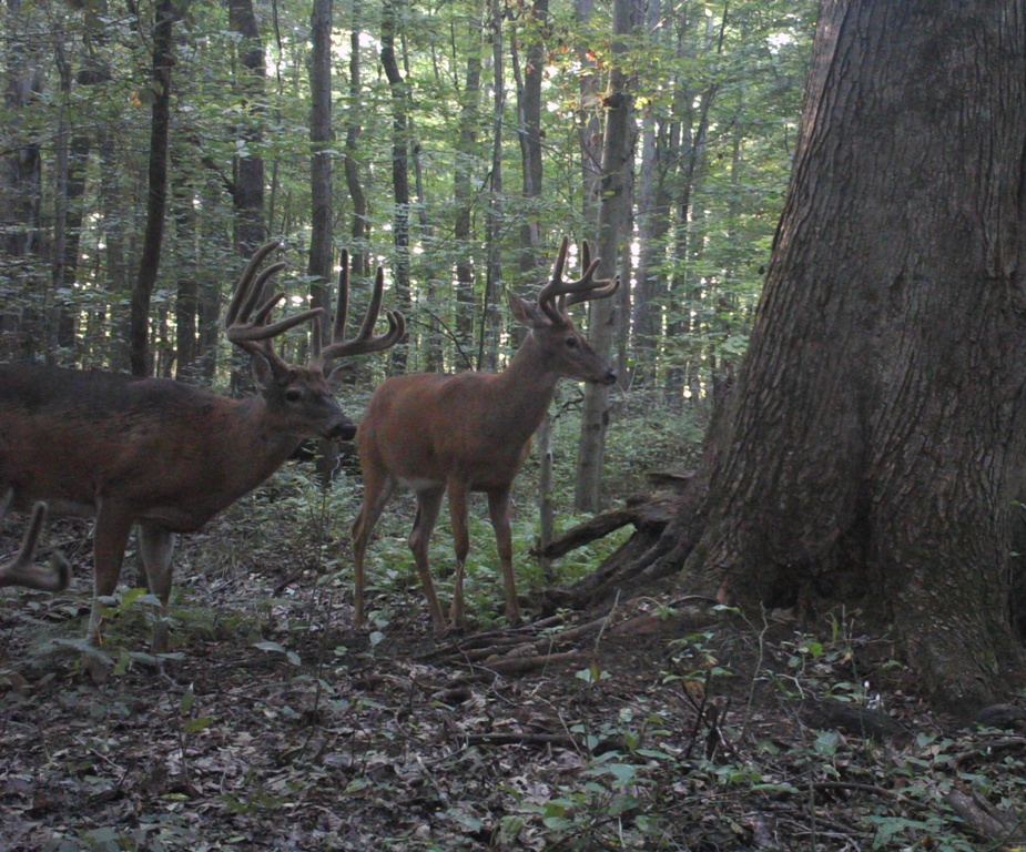 Ohio Semi-Guided Whitetail Deer Hunts & Hunting Lodge