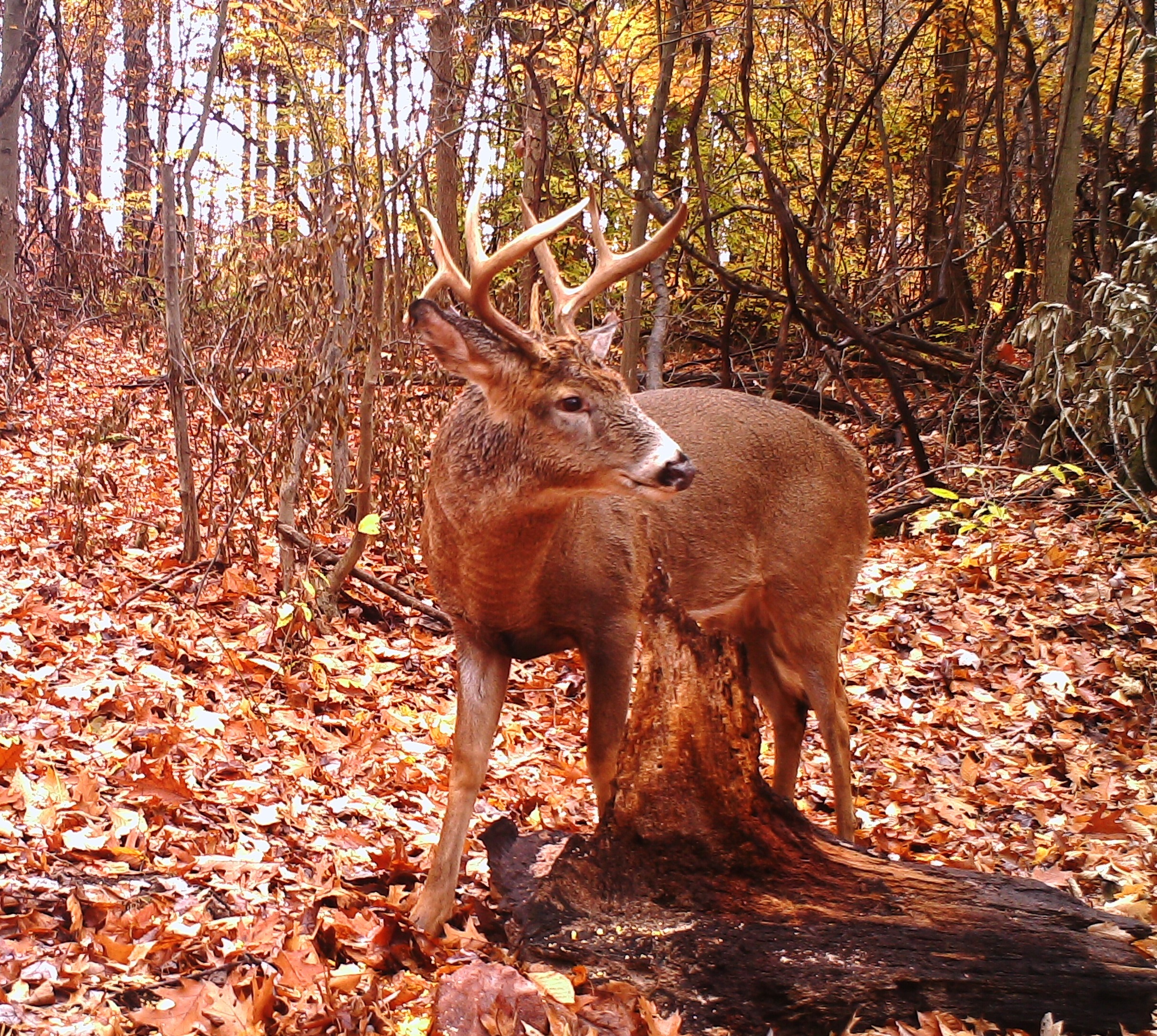 Ohio Semi-Guided Whitetail Deer Hunts & Hunting Lodge