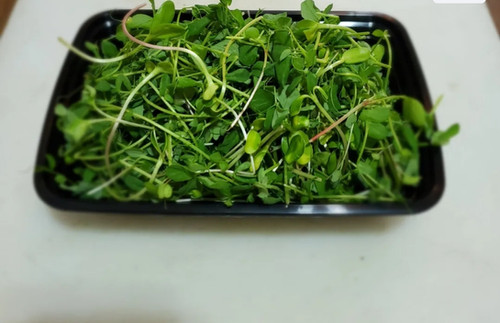 Microgreen Taco Salad | Baby Leaf Farm