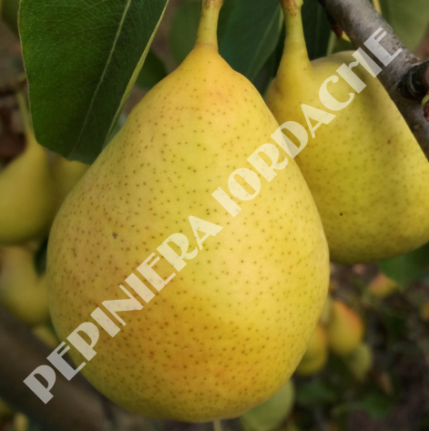 Păr Harbuzesc | Pepiniera Dorobanti