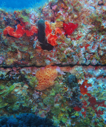 Oceanite Research | Using Nanotechnology to Create Oceanite | IntelliReefs