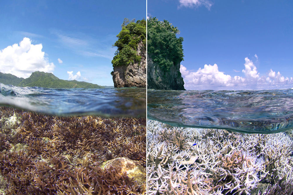 What Causes Reef Degradation?