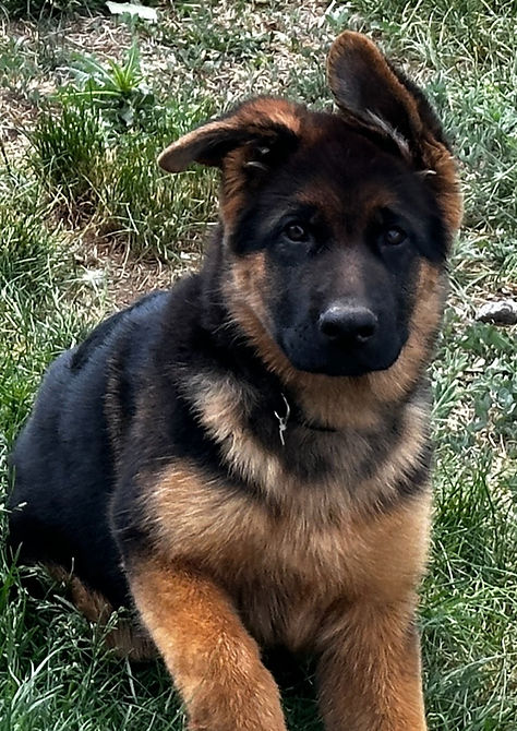 German Shepherd | GSD Import Puppies Colorado