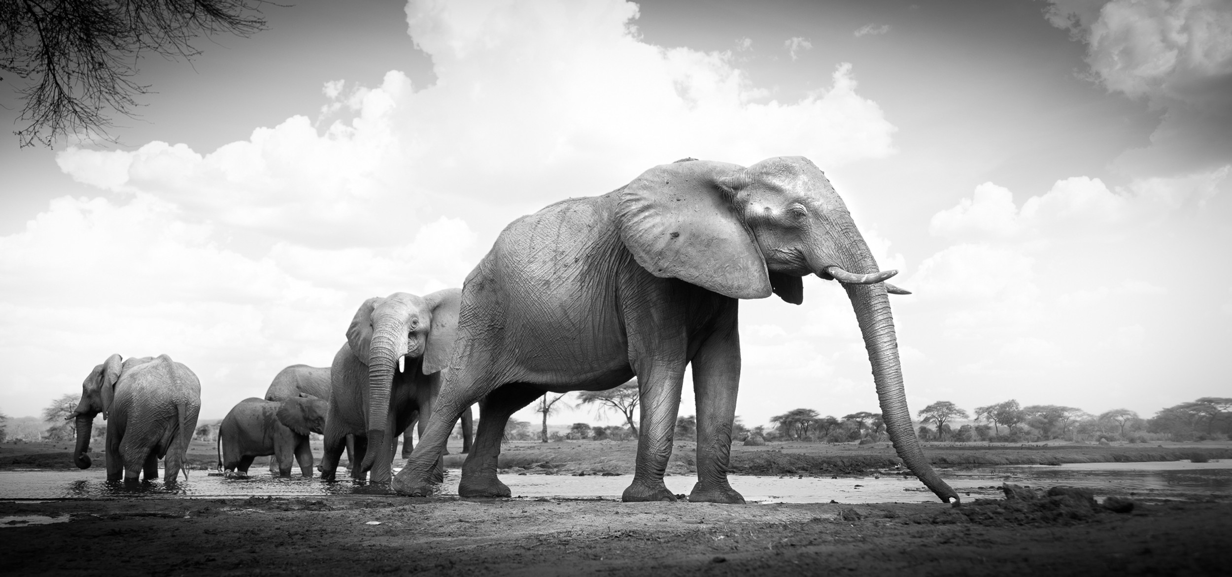 African Photographic Safaris - Mark A Fernley