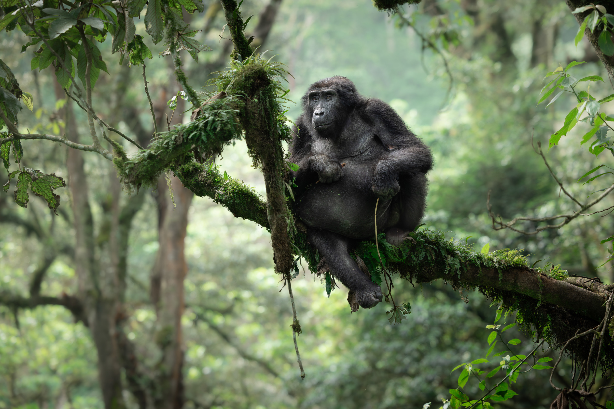 Mountain Gorilla Photography - Mark A Fernley - Award-Winning Wildlife ...