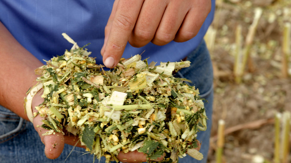 Corn Silage