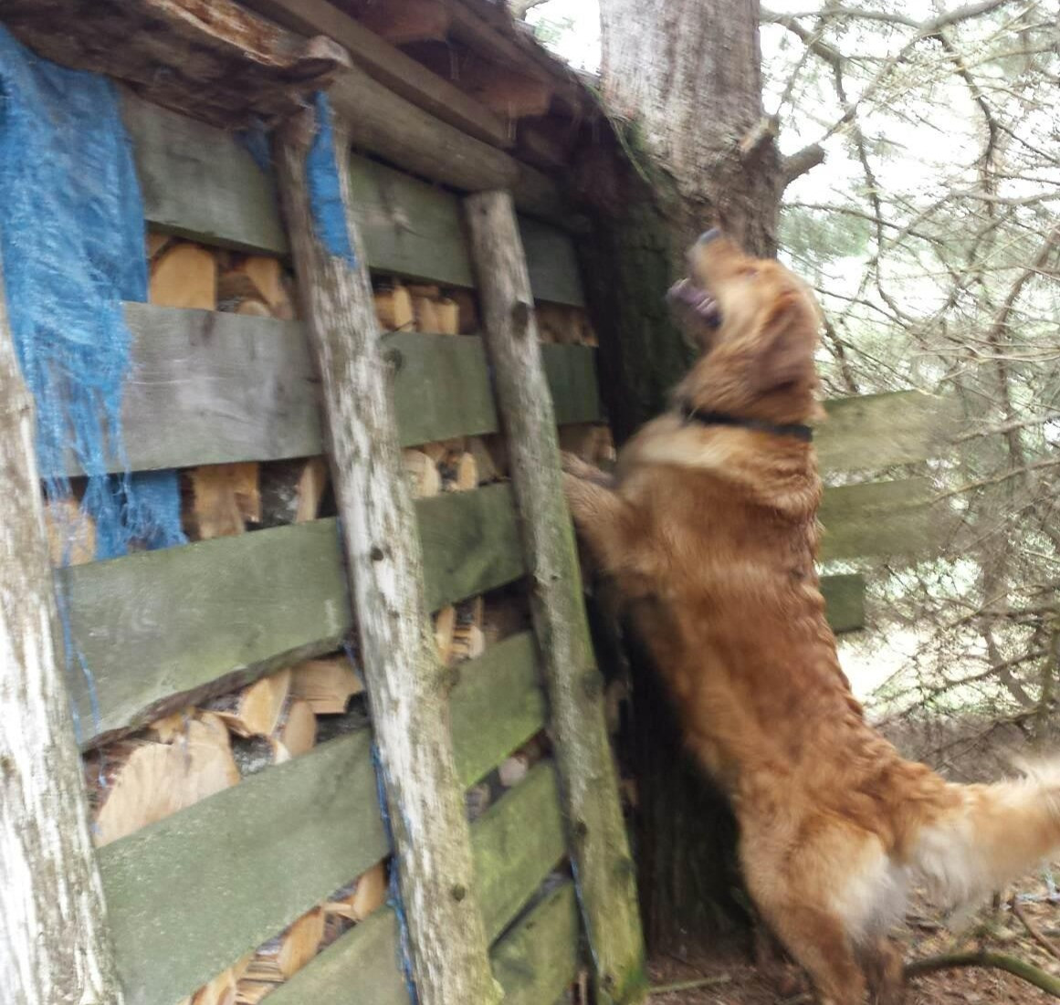 Cozy Mystery Review: Harper Lin's "Cappuccinos, Cupcakes, and a Corpse"