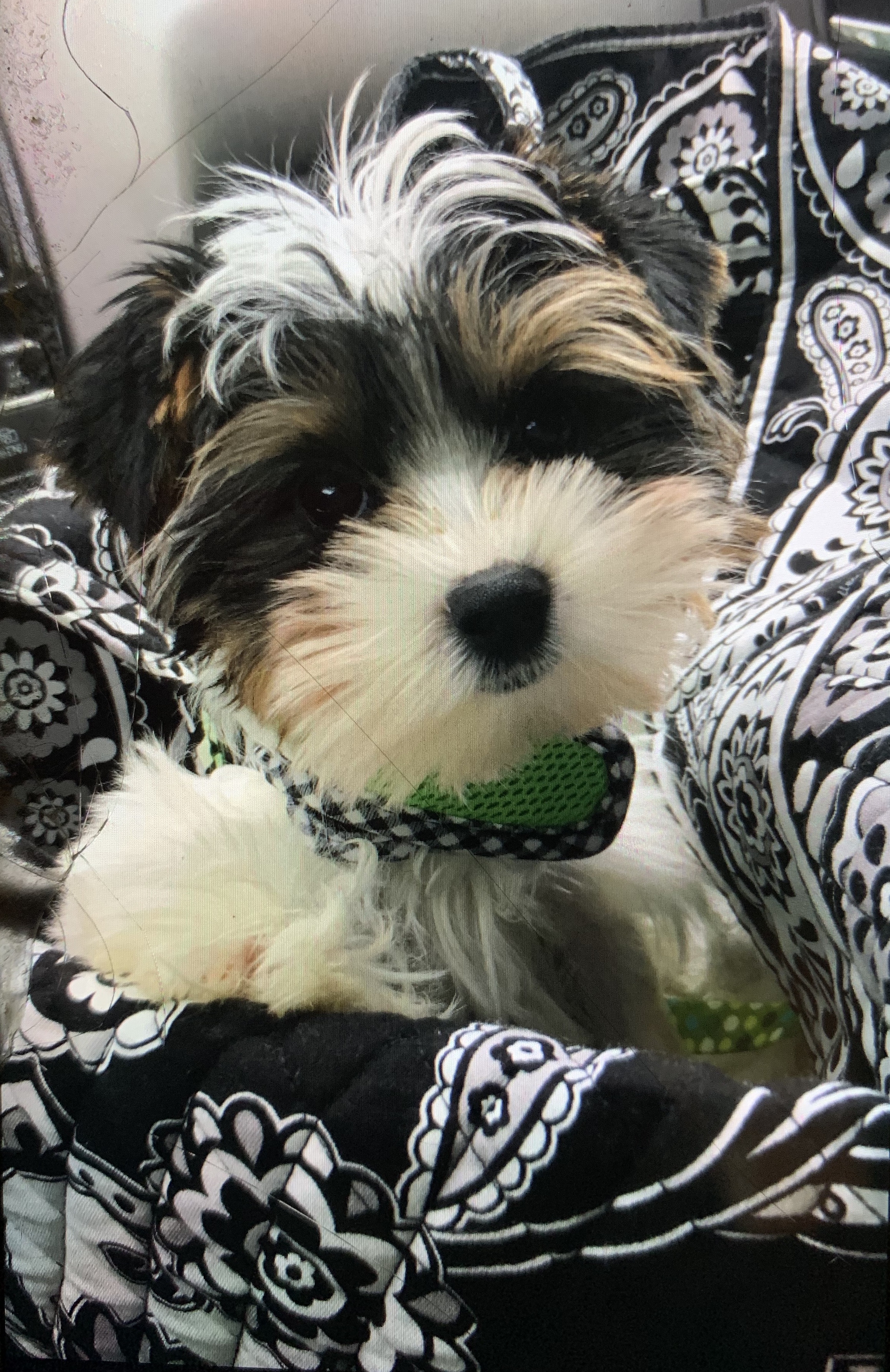 Biewers Gallery | Brighton Biewers