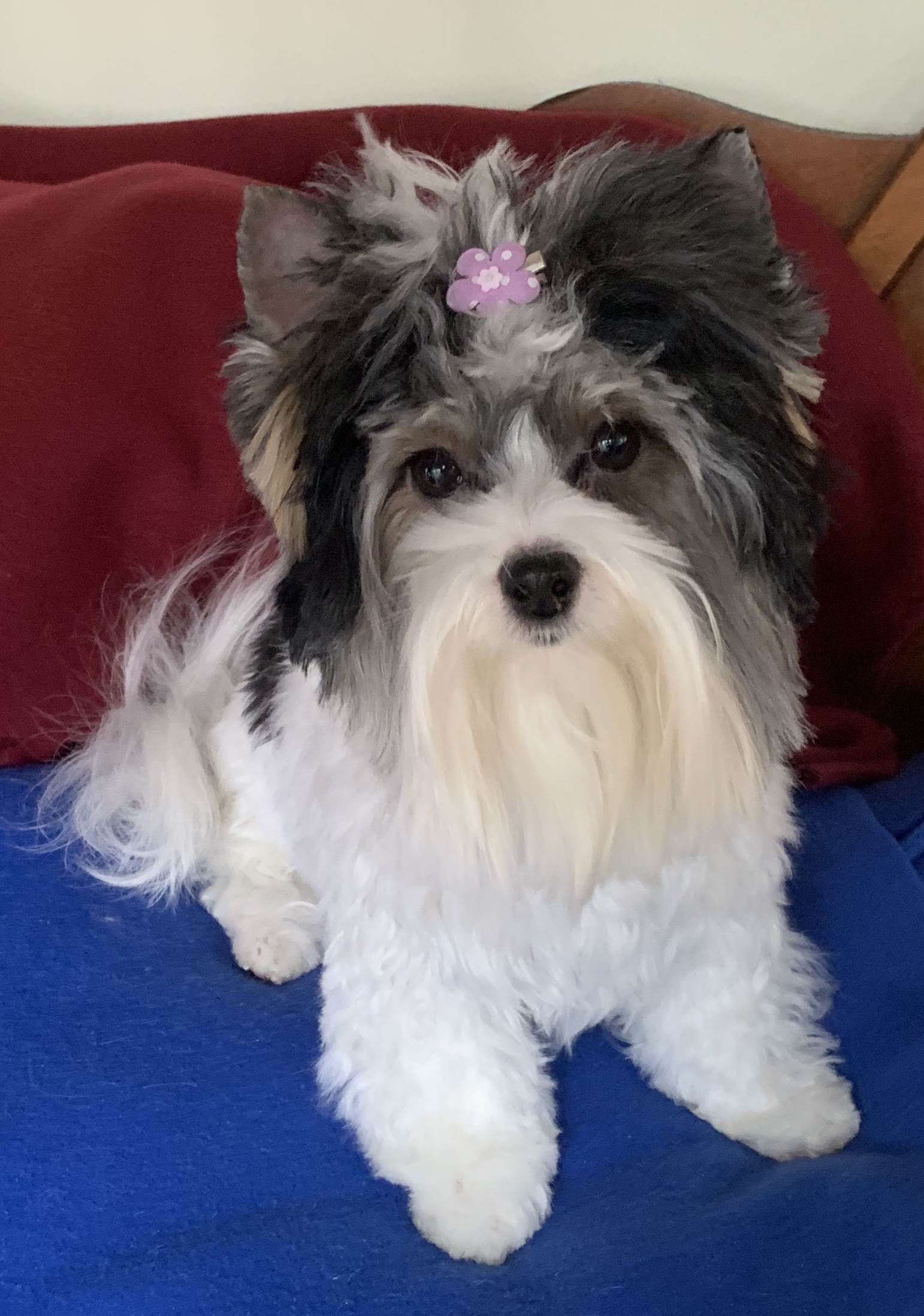 Biewers Gallery | Brighton Biewers