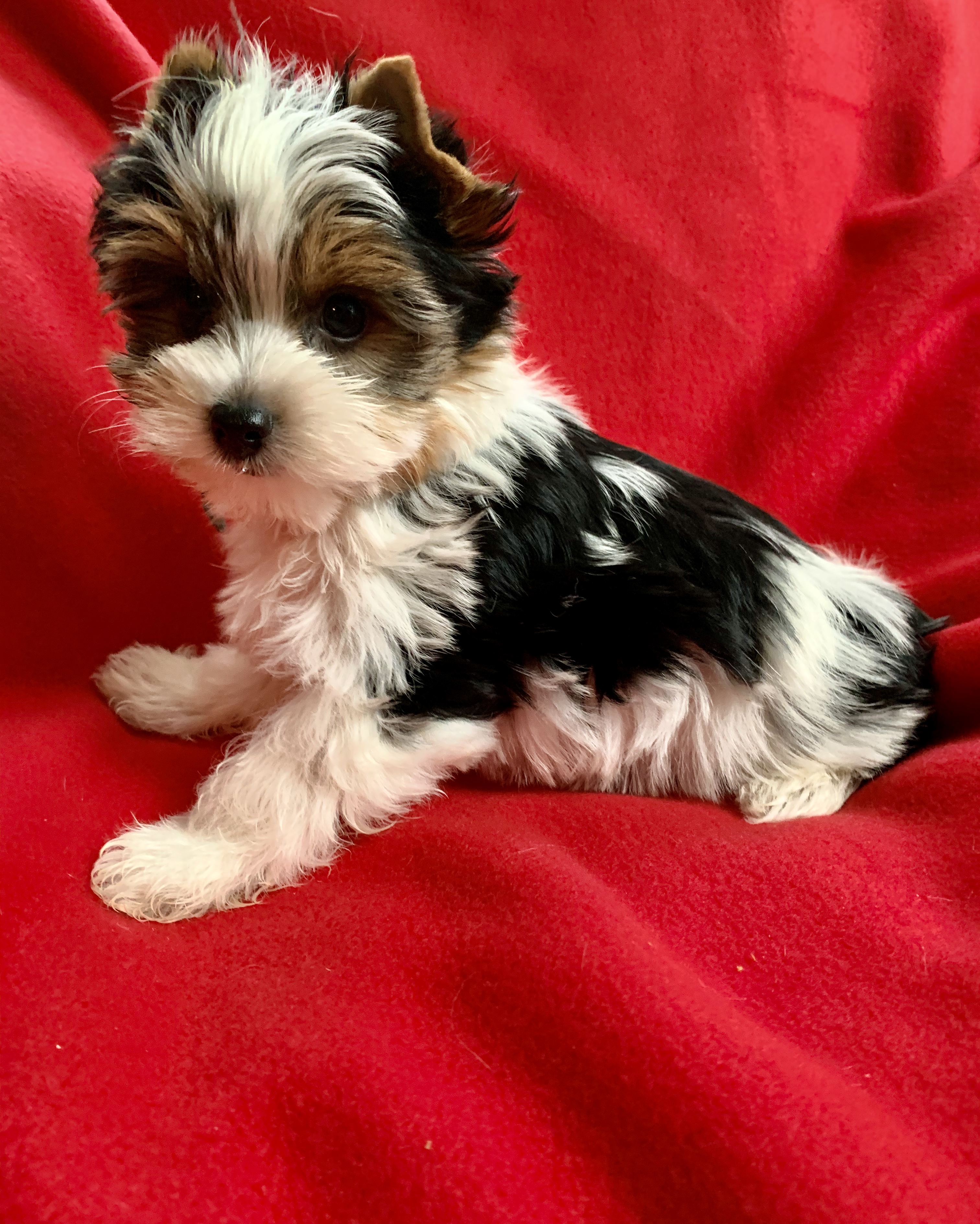 Biewers Gallery | Brighton Biewers