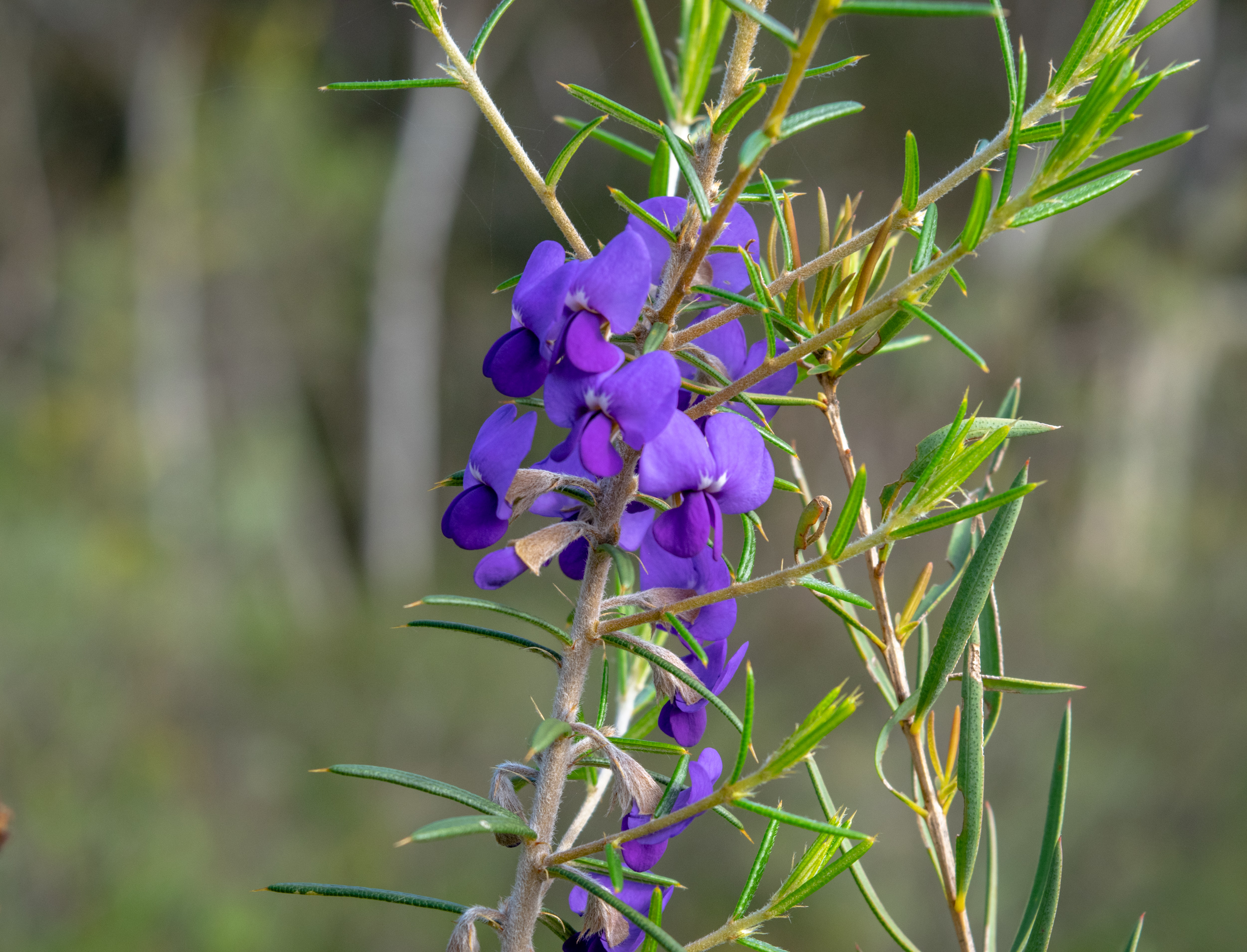 Numbat Trail | Paruna Wildlife Sanctuary