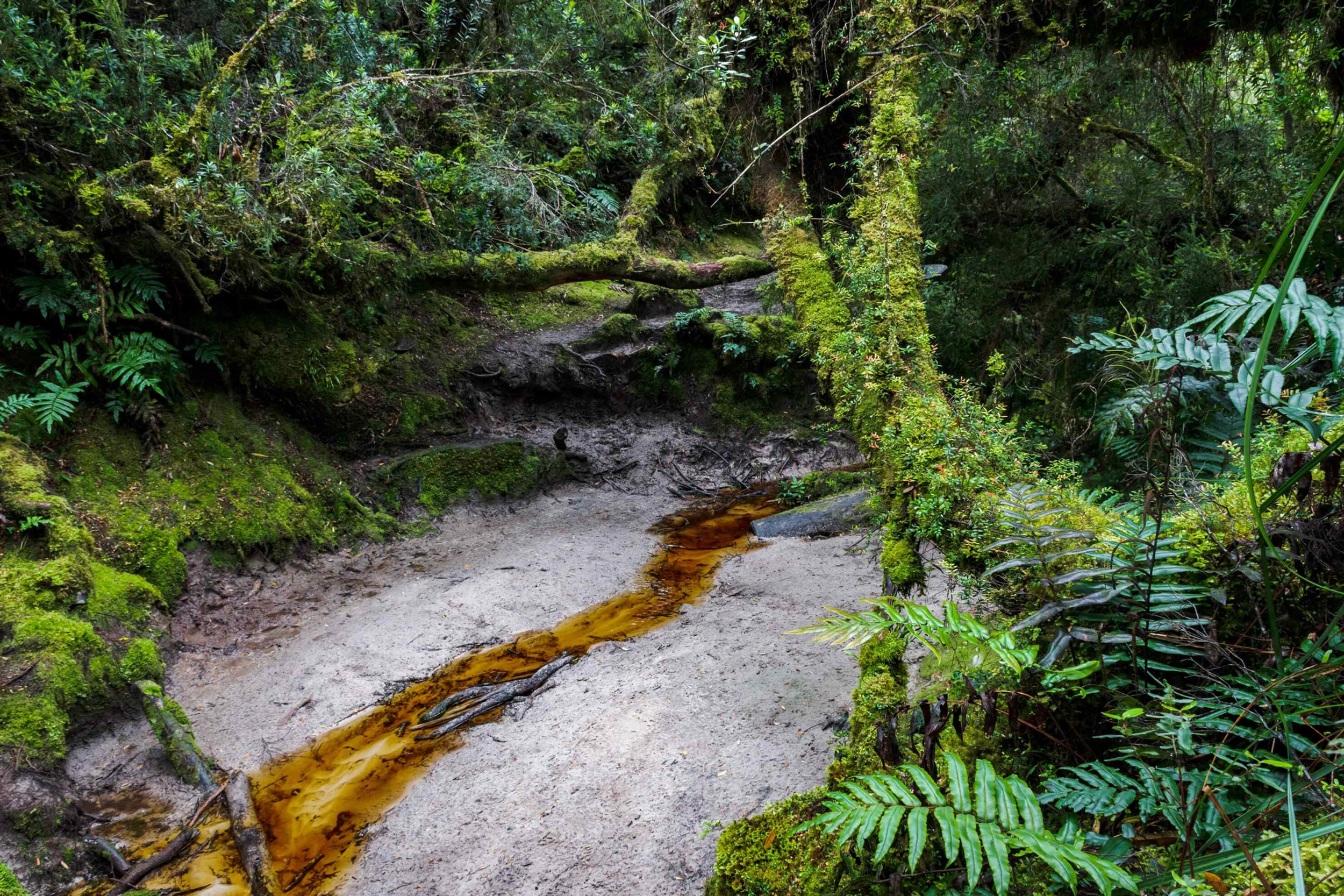Granite Beach to South Cape Rivulet | South Coast Track