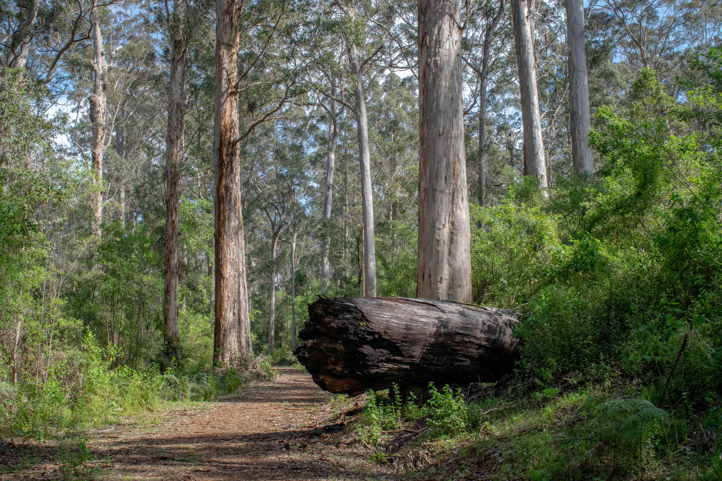 Pemberton | Forests Full of Trails