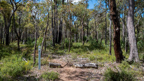 Marri Trail | Crooked Brook Forest