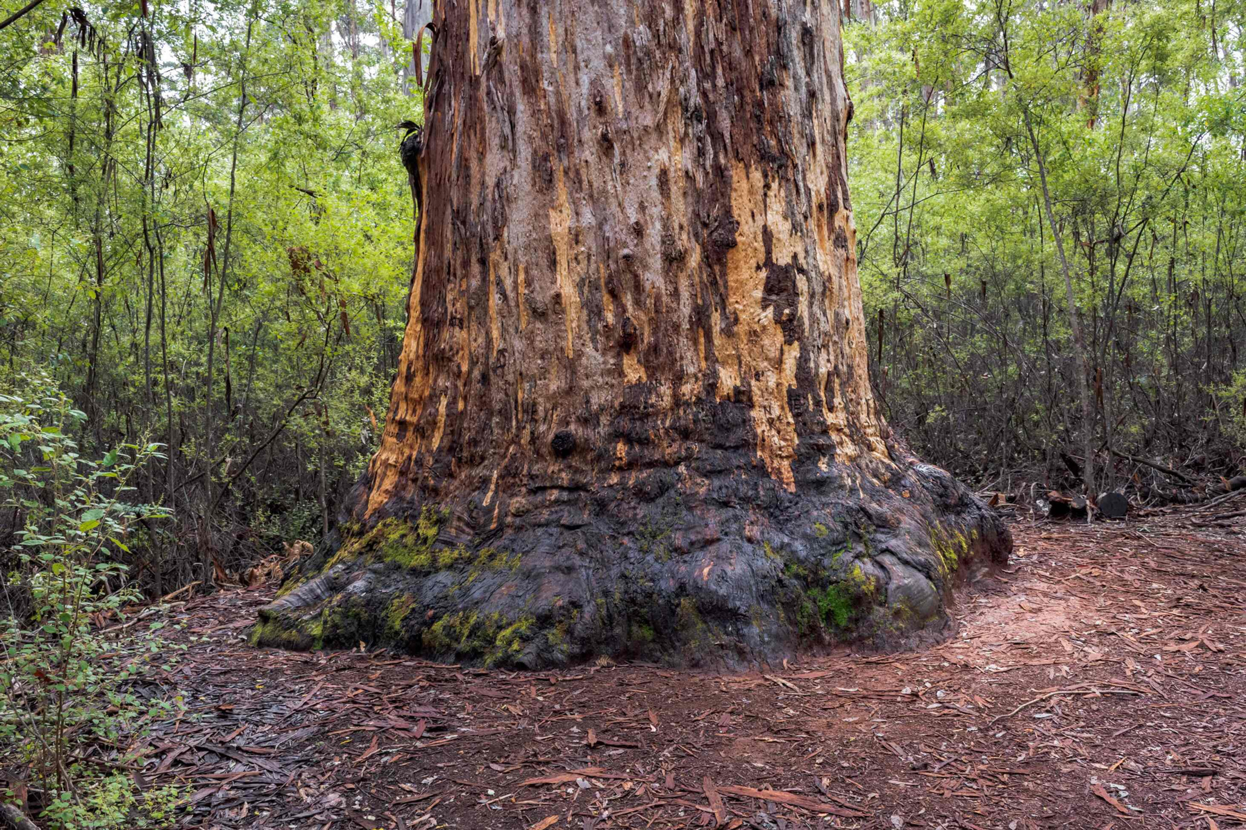King Karri Trail | Donnelly River Village