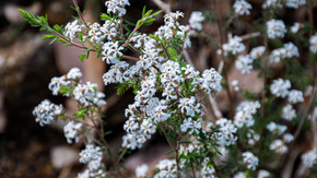 Eagle View Walk Trail | John Forrest National Park