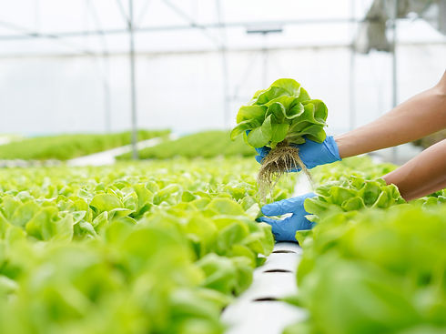 Nutrifresh India | India's Largest Hydroponic Farms