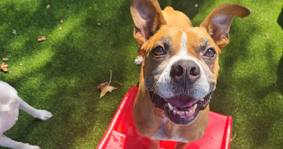 Dog Daycare & Dog Boarding | The Ruff House | Fredericksburg, Virginia