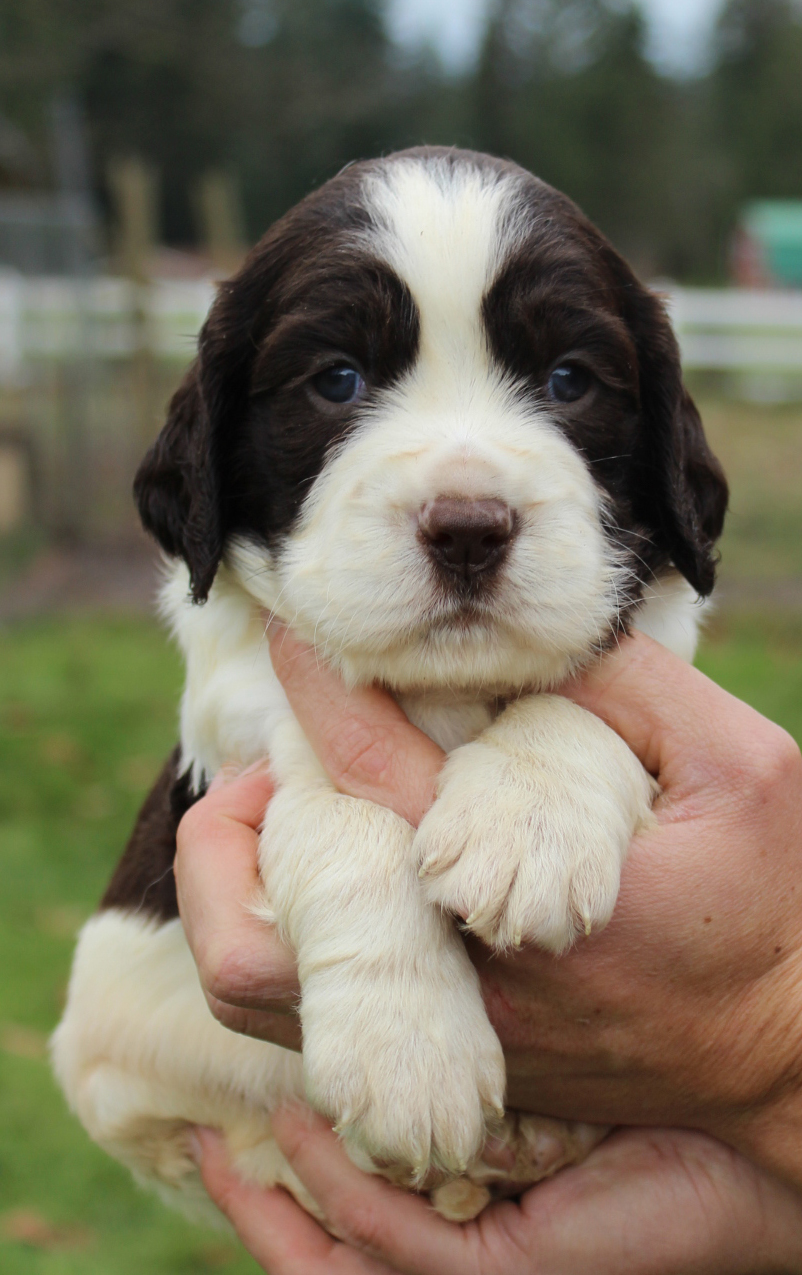 English Cream Golden Retrievers picture gallery