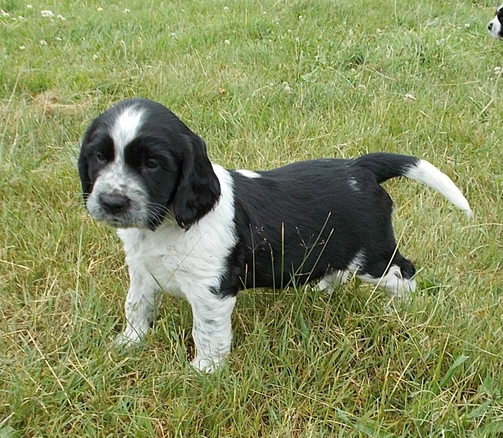 English Cream Golden Retrievers picture gallery