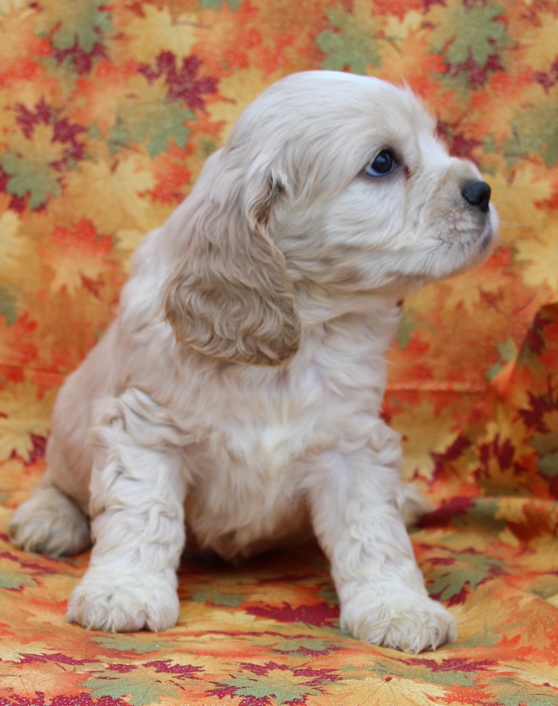 English Cream Golden Retrievers picture gallery