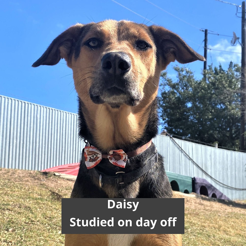 How Our Dogs Spent NYE