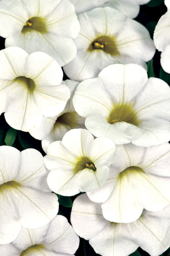 Calibrachoa -Calitastic White | Mysite